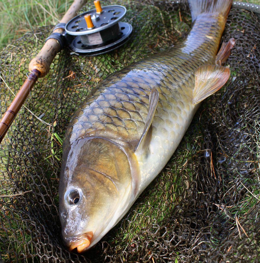 Home - Wild Carp Trust : Wild Carp Trust