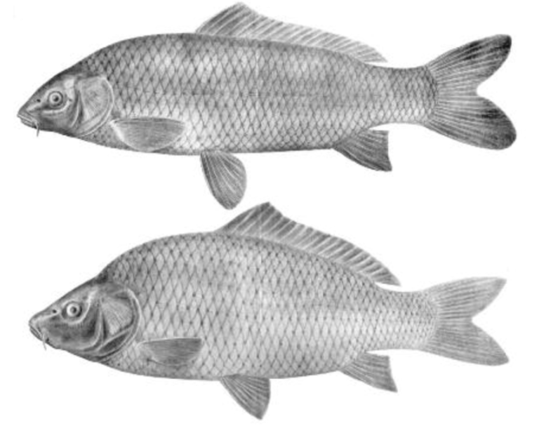 Wild Carp Identification Guide from The Wild Carp Trust : Wild Carp Trust