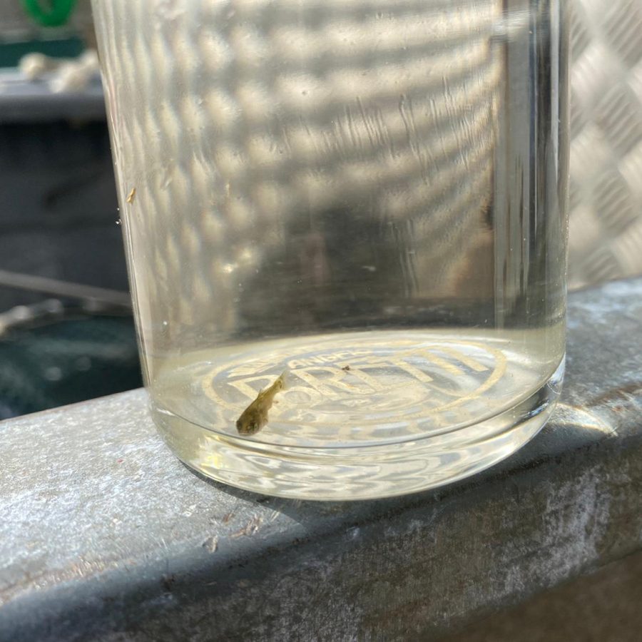 Wild carp fry continue to grow - Wild Carp Trust : Wild Carp Trust
