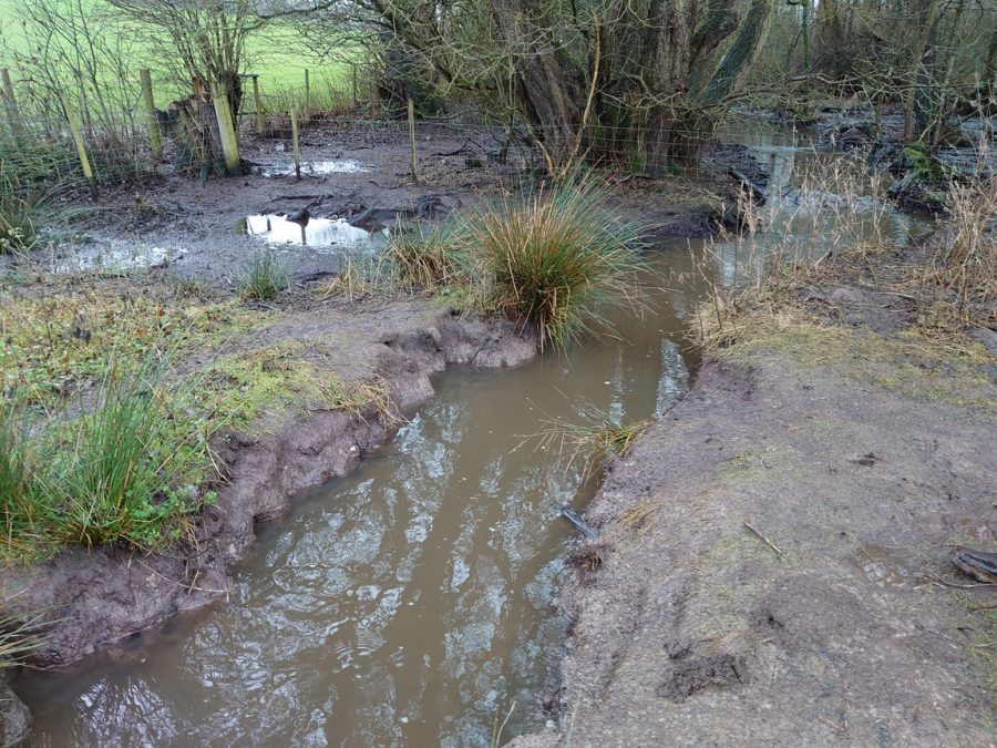 Wild Carp Trust ends lease at Cowslip Pool - Wild Carp Trust : Wild ...